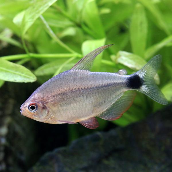 PF_SPQ　_aqua　熱帯魚・エビ他　カラシン　テトラ等　南米産　小型種　ハイフェソブリコン　細身系　Ｈｙｐｈｅｓｓｏｂｒｙｃｏｎ　ｐｅｕｇｅｏｔｉ　ペウゲオティ　fish_database　ブリード　20241228　YK　ｙ24ｍ1...