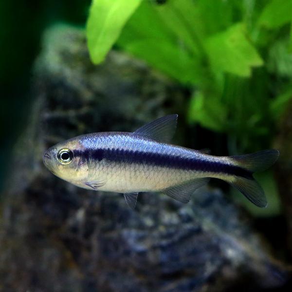 PF_SPQ　熱帯魚・エビ他　カラシン（テトラ等）　南米産（小型種）　ハイフェソブリコン（細身系）　その他小型種　ブルーリボン・テトラ　タイプ２　１匹　fish_database　Ｃｈａｒａｃｉｄａｅ　ｓｐ．　20250213　YK　ｙ25ｍ02