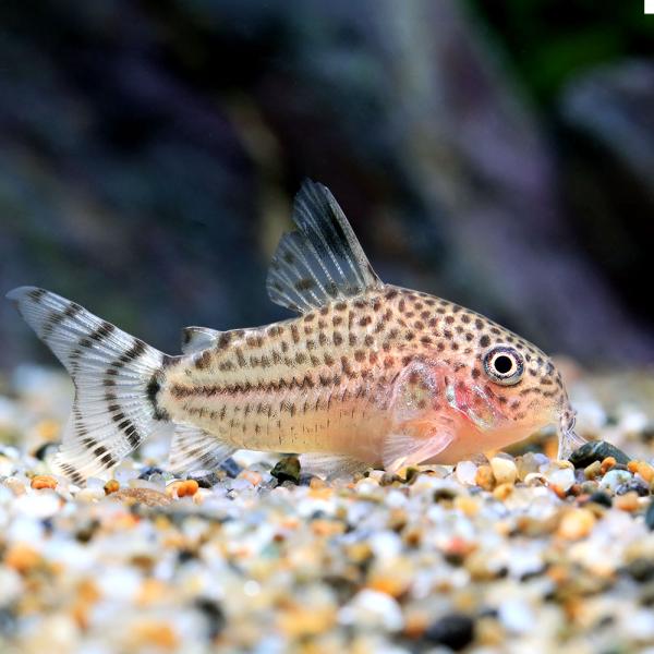PF_SPQ　_aqua　熱帯魚・エビ他　コリドラス　ショートノーズ　コリドラス・ロンドニア２　コリドラスsp.ロンドニア２　ワイルド　Ｈｏｐｌｉｓｏｍａ　Ｃｏｒｙｄｏｒａｓ　“Ｒｏｎｄｏｎｉａ”　corydoras_roach　fish_...