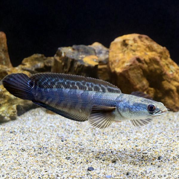 PF_SPQ　fish_database　熱帯魚・エビ他　ベタ・グラミー・アナバス　スネークヘッド・他　ロイヤルトーマン　スネークヘッド　ロイヤルスネークヘッド　イエロートーマン　チャンナマルリオイデス　１匹　ベタ・グラミー　その他　Ｃｈａ...