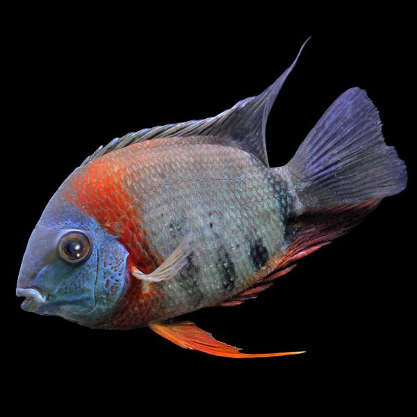 PF_SPQ　fish_database　熱帯魚・エビ他　シクリッド　種類で選ぶ　アメリカンシクリッド　１匹　中南米産　ビギナーにオススメ　Ｈｅｒｏｓ　ｎｏｔａｔｕｓ　ペルビアンマルチカラーセベラム　ノタータス　ノタートゥス　レッドショルダ...