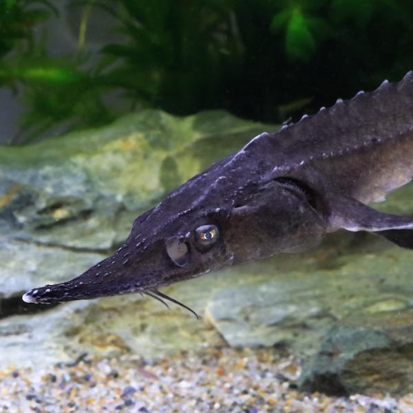 PF_SPQ　_aqua　sfset　古代魚・大型魚（その他）　熱帯魚・エビ他　古代・大型魚　コチョウザメ　チョウザメ　キャビア　カスピ海　１匹　fish_database　Ａｃｉｐｅｎｓｅｒ　ｒｕｔｈｅｎｕｓ　Acipenser　ruth...