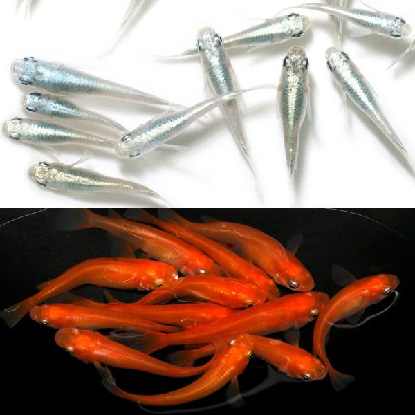 _aqua　fish_database　Ｏｒｙｚｉａｓ　ｌａｔｉｐｅｓ　ｖａｒ．　ビオトープにおすすめの生体　biotope　熱帯魚　エビ他　日本産メダカ　楊貴妃メダカ　nittan_medaka_youkihi　紅帝めだか　こうていめだか...