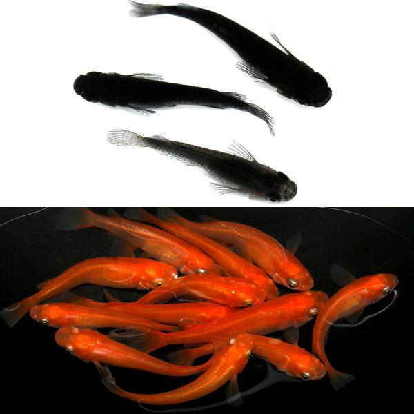 _aqua　fish_database　Ｏｒｙｚｉａｓ　ｌａｔｉｐｅｓ　ｖａｒ．　ビオトープにおすすめの生体　biotope　熱帯魚　エビ他　日本産メダカ　楊貴妃メダカ　nittan_medaka_youkihi　紅帝めだか　こうていめだか...