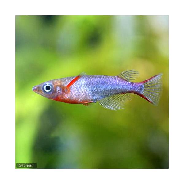 _aqua　熱帯魚・エビ他　ランプアイ・卵生メダカ　オリジアス系　オリジアス・ウォウォラエ  ５匹　メダカの仲間　オリジアス　ウォウォラエ　ファウンテンブルー　oryzias_sp066　Ｏｒｙｚｉａｓ　ｓｐ．“Ｆｏｕｎｔａｉｎ　Ｂｌｕｅ”...