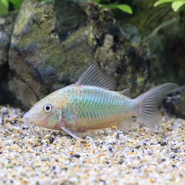 PF_SPQ　_aqua　熱帯魚・エビ他　コリドラス　その他　ブロキス　スプレンデンス　コロンビア　ワイルド　１匹　fish_database　エメラルドグリーンコリドラス　Ｂｒｏｃｈｉｓ　ｓｐｌｅｎｄｅｎｓ　Ｃｏｒｙｄｏｒａｓ　ｓｐｌｅｎ...