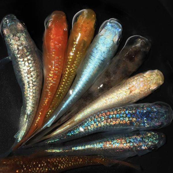 _aqua　aqua　Ｏｒｙｚｉａｓ　ｌａｔｉｐｅｓ　ｖａｒ．　ビオトープにおすすめの生体　biotope　熱帯魚　エビ他　日本産メダカ　メダカ　ラメ　紅雅　レインボー　レインボーラメメダカ　高級メダカミックス　fish_database　...