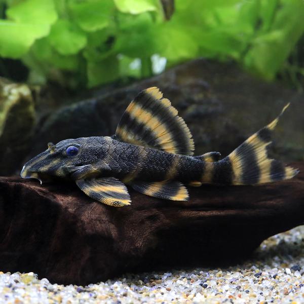 PF_SPQ　_aqua　sfset　熱帯魚・エビ他　プレコ　種類で選ぶ　タイガー・ペコルティア系　ローライマニュータイガープレコ　ローライマスーパーレッドタイガー　タクトゥ1匹　fish_database　ぺコルティア系　特集　Panaq...