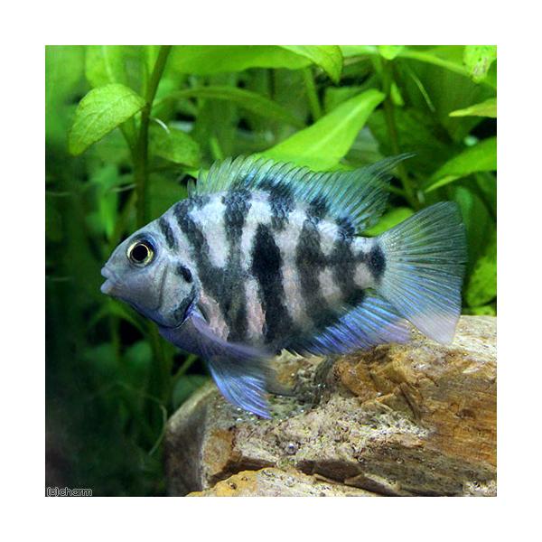 _aqua　熱帯魚・エビ他　シクリッド　種類で選ぶ　フラワーホーン・パロット　キャンディ・パロット　３匹　中南米産　ビギナーにオススメ　フラワーホーンパロットファイアー　ブルータイガー　Ａｒｃｈｏｃｅｎｔｒｕｓ　ｎｉｇｒｏｆａｓｃａｔｕｍ　...