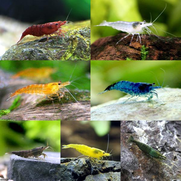 cherry_set　熱帯魚・エビ他　ヌマエビ系　チェリーレッドシュリンプ　ビギナーにオススメ　レッドチェリーシュリンプ　チェリーレッド　ハイグレードチェリーレッドシュリンプ　エビ生体　グリーンジェイドシュリンプ　チョコレートシュリンプ　2...