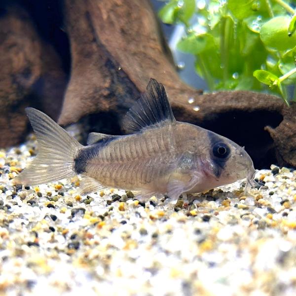 熱帯魚・エビ他　コリドラス　ショートノーズ　コリドラス・メタエ　ブリード　３匹　Ｈｏｐｌｉｓｏｍａ　Ｃｏｒｙｄｏｒａｓ　ｍｅｔａｅ　kimagure0916熱帯魚　saki27to09　categoryfishcory0824　MS0106...