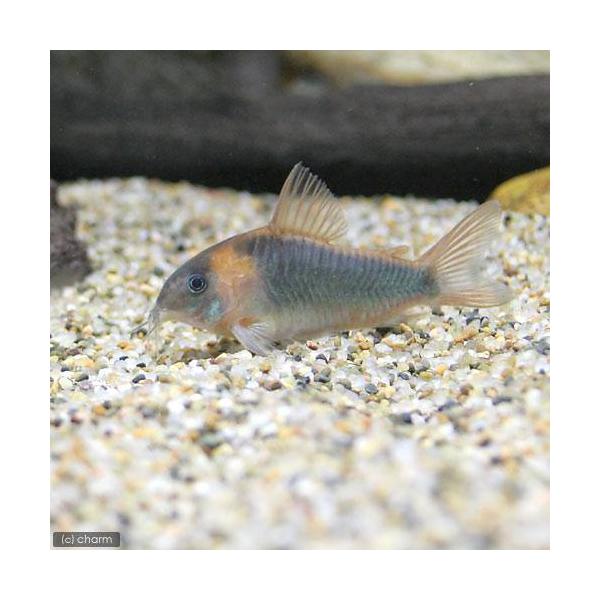 PF_SPQ　熱帯魚・エビ他　コリドラス　ショートノーズ　コリドラススーパーエクエス　ブリード　１匹　Ｏｓｔｅｏｇａｓｔｅｒ　Ｃｏｒｙｄｏｒａｓ　ｅｑｕｅｓ　ＣＷ０４３　fish_database　petfree　otoshidama淡水生...