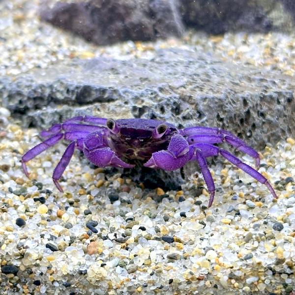 PF_SPQ　_aqua　_insect　fish_database　熱帯魚・エビ他　ザリガニ・その他生体　グレイバンパイア・クラブ　ドワーフクラブ　1匹　Orchid　Vampire　Crab　Geosesarma　sp.　2025042...