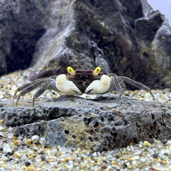 PF_SPQ　_aqua　_insect　fish_database　熱帯魚・エビ他　ザリガニ・その他生体　グレイバンパイア・クラブ　ドワーフクラブ　1匹　Orchid　Vampire　Crab　Geosesarma　sp.　Orchid　...