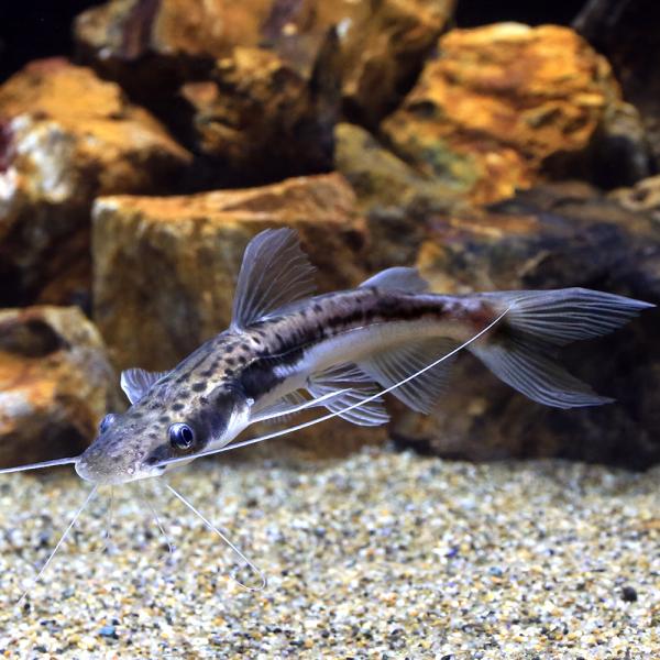 _aqua　熱帯魚・エビ他　ナマズの仲間　レッドテールキャット　シャベルノーズ・キャット　１匹　fish_database　その他の熱帯魚　Ｐｈｒａｃｔｏｃｅｐｈａｌｕｓ　ｈｅｍｉｏｌｉｏｐｔｅｒｕｓ　×　Ｓｏｒｕｂｉｍ　ｌｉｍａ　シャベル...