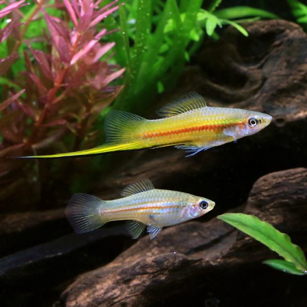 PF_SPQ　熱帯魚・エビ他　プラティ・卵胎生メダカ　ソードテール・モーリー　キシフォフォルス　ヘレリー　ＹＵＣＡＴＡＮ　ユカタン　ブリード　１ペア　fish_database　メダカの仲間　Ｘｉｐｈｏｐｈｏｒｕｓ　ｈｅｌｌｅｒｉ　2025...