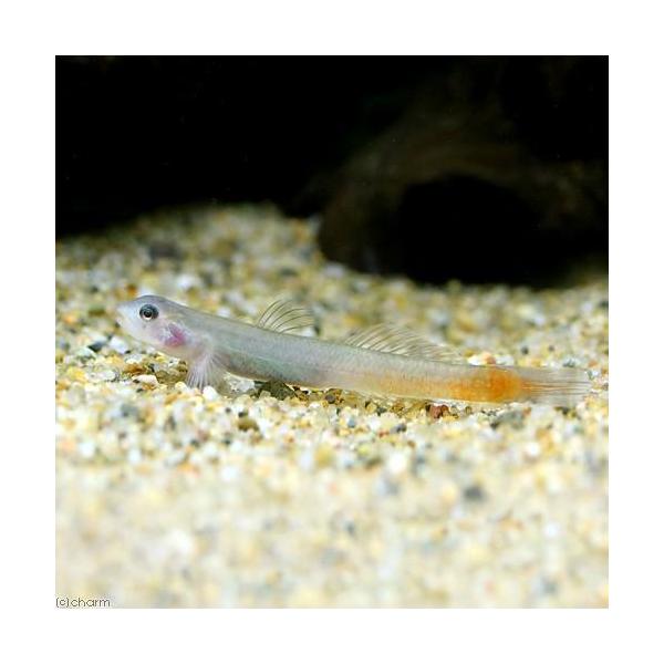 _aqua　熱帯魚・エビ他　その他の熱帯魚　ハゼ・ゴビーの仲間　ピエロ・ゴビー　１匹　ハゼの仲間　リップスティックゴビー　スーパーオレンジゴビー　Ｓｉｃｙｏｐｔｅｒｕｓ　ｊｏｎｇｋａｓｉ　Ｓｉｃｙｏｐｔｅｒｕｓ　ｃｅｂｕｅｎｓｉｓ　kima...