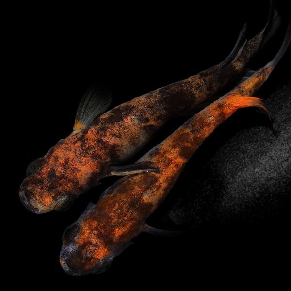 _aqua　nittan_medaka_youkihi　Oryzias　latipes　var.　ビオトープにおすすめの生体　熱帯魚　エビ他　日本産メダカ　透明鱗メダカ　スケルトンメダカ　改良品種　三色メダカ　さんしょくめだか　fish_d...