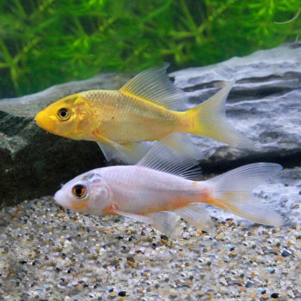 muryotassei_800_899　_aqua　熱帯魚・エビ他　金魚　nittan_nishikigoi　錦鯉　ヒレナガニシキゴイ　ヒレ長ゴイ　ヒレ長コイ　ヒレナガゴイ　ヒレナガコイ　鰭長　fish_database　20250719　...