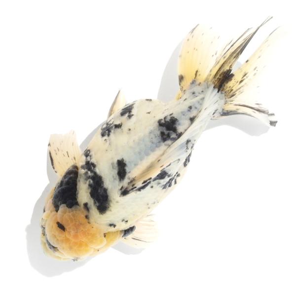 _aqua　sfset　熱帯魚・エビ他　金魚　変わりもの金魚　特選金魚　一点物　１点物　オランダシシガシラ　　オランダ型　　kodawari1ten　20250721　YK　y25ｍ07　seitaigensen1ten　　薩摩産　トリカラ...