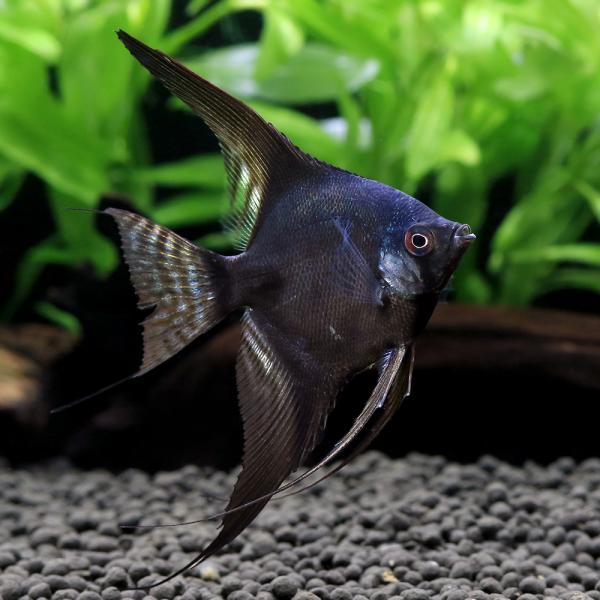 PF_SPQ　_aqua　熱帯魚・エビ他　エンゼル・ディスカス　エンゼルフィッシュ　ブラックサタンエンゼル　国産ブリード　１匹　ビギナーにオススメ　Ｐｔｅｒｏｒｈｙｌｌｕｍ　ｓｃａｌａｒｅ　ｖａｒ．　20251202　YY　y25m12