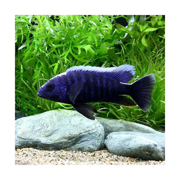 fish_database　20140527　YI　熱帯魚・エビ他　シクリッド　種類で選ぶ　アフリカンシクリッド　アーリー　１匹　アフリカ産　ビギナーにオススメ　スキアエノクロミスフライエリィ　アーリィ　Ｓｃｉａｅｎｏｃｈｒｏｍｉｓ　ｆｒｙ...