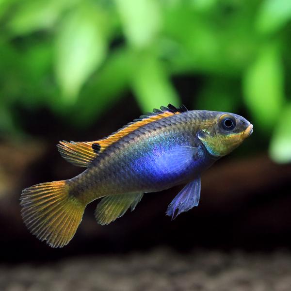 PF_SPQ　fish_database　熱帯魚・エビ他　シクリッド　種類で選ぶ　ペルヴィカ・ナノクロ・他　ペルヴィカクロミス・タエニアータス　ローベ　１ペア　アフリカ産　ペルビカクロミス　Ｐｅｌｖｉｃａｃｈｒｏｍｉｓ　ｔａｅｎｉａｔｕｓ　...