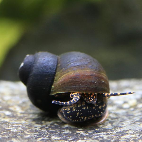_aqua　hime_pond_snail　熱帯魚・エビ他　貝　種類で選ぶ　タニシ・カワニナ　Ｎｏｔｏｐａｌａ　パプアニューギニアオレンジスポットスネール　Ｖｉｖｉｐａｒｉｄａｅ　Ｆｉｌｏｐａｌｕｄｉｎａ　20250124　ＲＮ　ブラックベリー
