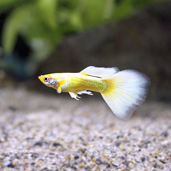 fish_database　ノーマル系　熱帯魚・エビ他　グッピー　系統で選ぶ　１ペア　ビギナーにオススメ　フルゴールデン　外国産　フルゴールド　20250919　KI　y25m09