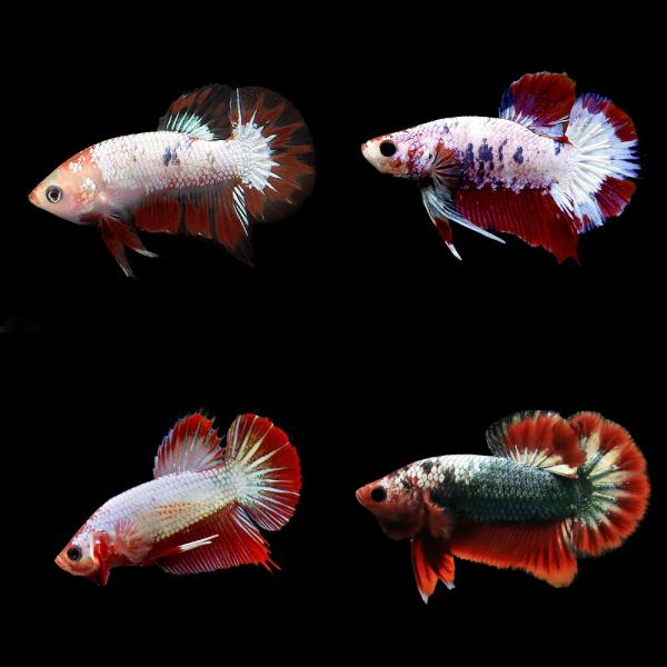 PF_SPQ　熱帯魚・エビ他　ベタ・グラミー・アナバス　改良ベタ　プラガット　ベタ・プラガット　ブルー＆ホワイト　マーブル　１匹　オス　Ｂｅｔｔａ　ｓｐｌｅｎｄｅｎｓ　ｖａｒ．　ベタ・グラミー　ベタ　ファンシー　cichlid_beta　w...