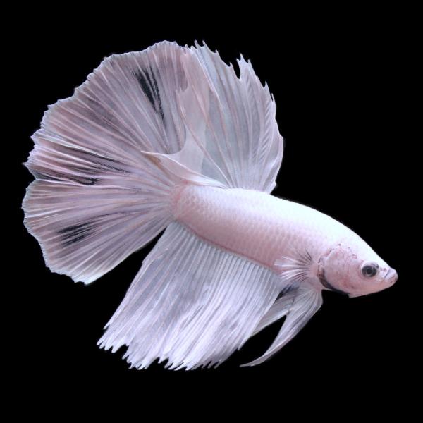 PF_SPQ　熱帯魚・エビ他　ベタ・グラミー・アナバス　改良ベタ　ハーフムーン　ベタ・スーパーデルタテール　ファンシー　ホワイト　１ペア　fish_database　Ｂｅｔｔａ　ｓｐｌｅｎｄｅｎｓ　ｖａｒ．　ベタ・グラミー　ベタ　beta_...