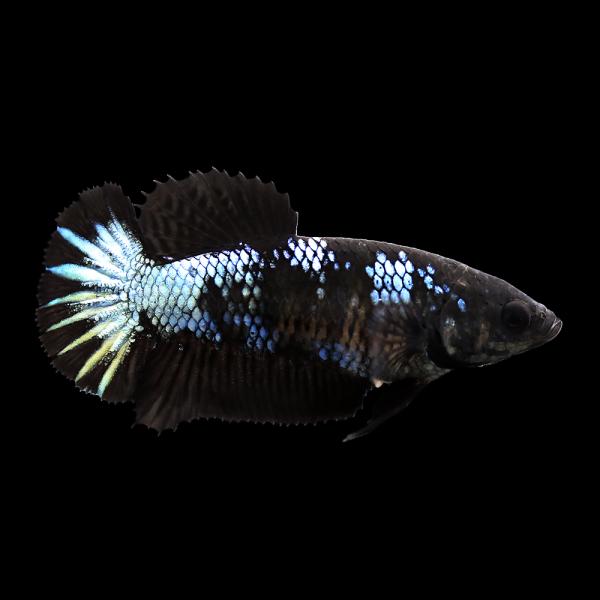 PF_SPQ　熱帯魚・エビ他　ベタ・グラミー・アナバス　改良ベタ　プラガット　ベタ・プラガット　アバター　オス　１匹　fish_database　Ｂｅｔｔａ　ｓｐｌｅｎｄｅｎｓ　ｖａｒ．　ベタ・グラミー　ベタ　cichlid_beta　wi...