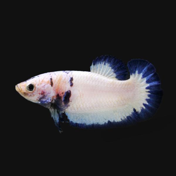 _aqua　熱帯魚・エビ他　ベタ・グラミー・アナバス　改良ベタ　ベタ・プラガット　１匹　Ｂｅｔｔａ　ｓｐｌｅｎｄｅｎｓ　ｖａｒ．　ベタ・グラミー　selectショーベタ　select-betta　cichlid_beta　beginerfi...