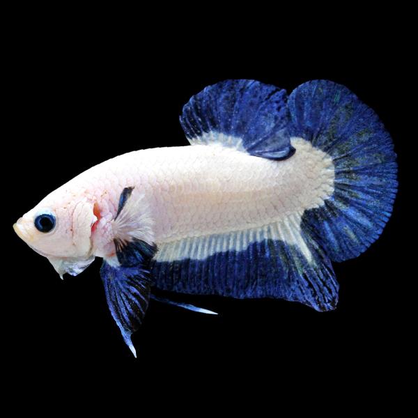 熱帯魚・エビ他　ベタ・グラミー・アナバス　改良ベタ　ベタ・プラガット　１匹　Ｂｅｔｔａ　ｓｐｌｅｎｄｅｎｓ　ｖａｒ．　ベタ・グラミー　selectショーベタ　select-betta　cichlid_beta　beginerfish_bet...