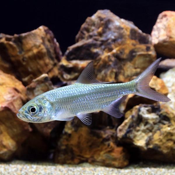 PF_SPQ　古代魚・大型魚（その他）　熱帯魚・エビ他　古代・大型魚　1匹　ターポン　イセゴイ　タイセイヨウイセゴイ　シルバーキング　ゲームフィッシュ　カライワシ　Ｍｅｇａｌｏｐｓ　ａｔｌａｎｔｉｃｕｓ　Atlantic tarpon　fi...