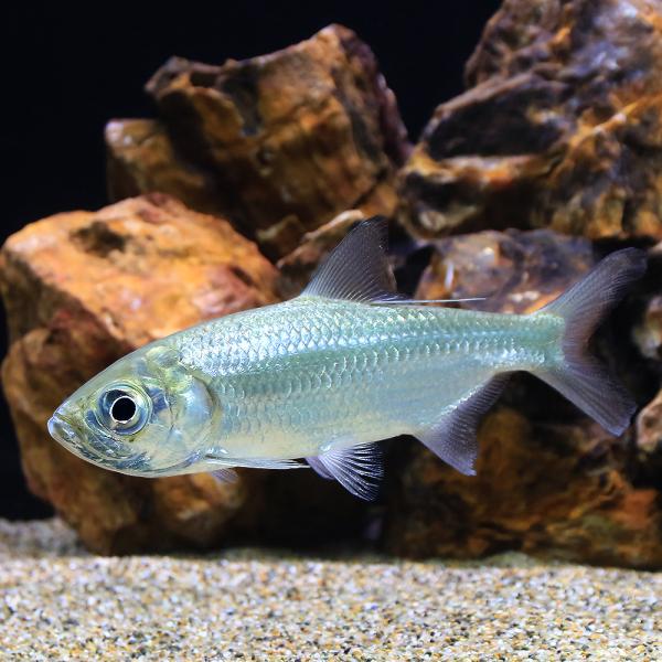 PF_SPQ　古代魚・大型魚（その他）　熱帯魚・エビ他　古代・大型魚　1匹　ターポン　イセゴイ　タイセイヨウイセゴイ　シルバーキング　ゲームフィッシュ　カライワシ　Ｍｅｇａｌｏｐｓ　ａｔｌａｎｔｉｃｕｓ　Atlantic tarpon　fi...