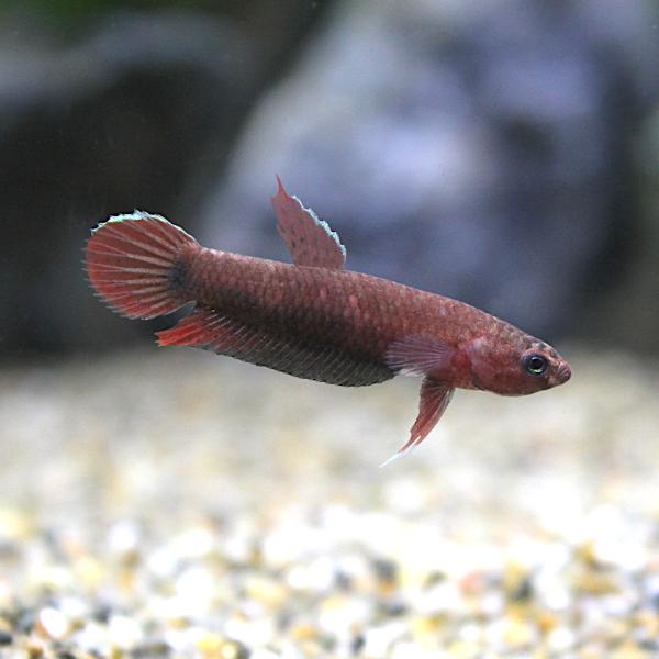 PF_SPQ　sfset　_aqua　fish_database　熱帯魚・エビ他　ベタ・グラミー・アナバス　ワイルドベタ　Ｂｅｔｔａ　ｉａｓｐｉｓ　beta_seitai　Jade Green　20251105 YS y25m11