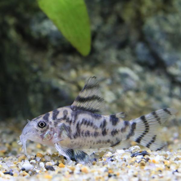 PF_SPQ　_aqua　sfset　熱帯魚・エビ他　コリドラス　ショートノーズ　コリドラスゼブリーナ　ブリード　CW１１１　ＣＷ１４６　CW１７３　１匹　Ｈｏｐｌｉｓｏｍａ　Ｃｏｒｙｄｏｒａｓ　ｓｐ．　corydoras_roach　mo...