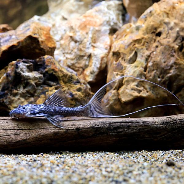 PF_SPQ　_aqua　sfset　熱帯魚・エビ他　プレコトリム・マグナム系　Sサイズ　１匹　Ｌ64　Ｐｓｅｕｄａｃａｔｈｉｃｕｓ　ｓｐ．　アカリエスピーニョ　タパジョス　tansui62　gyaratan　AH　20251124　y25m11