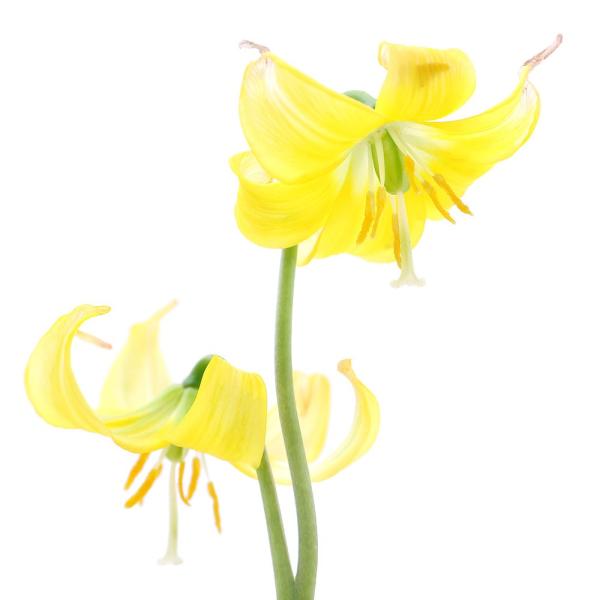 _gardening　ガーデニング　山野草　球根　かたくり　20110410　Ｅｒｙｔｈｒｏｎｉｕｍ　Ｐａｇｏｄａ　ｔｕｏｌｕｍｎｅｎｓｅ　育て方　育成方法　栽培方法　bnr_hrgmgr　opa2_delete