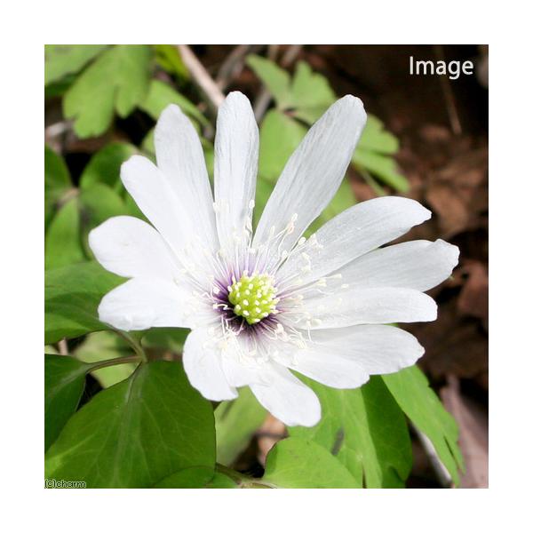 _gardening　ガーデニング　山野草　球根　いちげ　キンポウゲ　Ａｎｅｍｏｎｅ　ｒａｄｄｅａｎ　20150417　ＮＴ　植物　植物生体　ガーデニング生体　育て方　育成方法　栽培方法　bnr_hrgmgr　sousyun25p