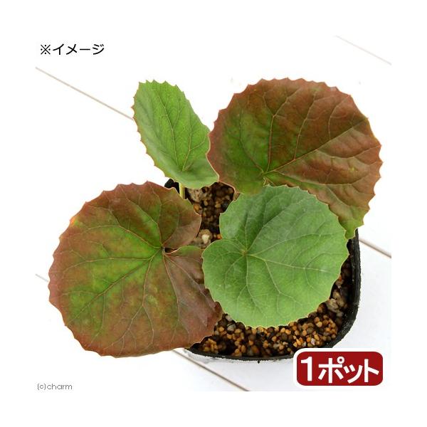 _gardening　ガーデニング　山野草　球根　イワカガミ　育て方　育成方法　栽培方法　bnr_hrgmgr　Ｓｃｈｉｚｏｃｏｄｏｎ　ｓｏｌｄａｎｅｌｌｏｉｄｅｓ　ｖａｒ．ｍａｇｎｕｓ　岩鏡　大岩鏡　オオイワカガミ　イワウメ科　イワカガミ属
