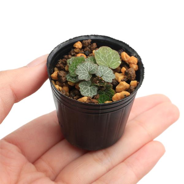 paludariumplants　パルダリウム　テラリウム　ガーデニング　山野草　球根　ゆきのした　ユキノシタ科ユキノシタ属　Ｓａｘｆｉｒａｇａ　ｓｔｏｌｏｎｉｆｅｒａ　育て方　育成方法　栽培方法　bnr_hrgmgr　ゴクヒメユキノシタ　...