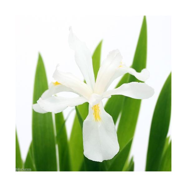 _gardening　ガーデニング　観葉　アヤメ　20150221　ＮＴ　植物　植物生体　ガーデニング生体　育て方　育成方法　栽培方法　opa2_delete　コアヤメ　小菖蒲　シロハナコアヤメ　シロバナコアヤメ　白花コアヤメ