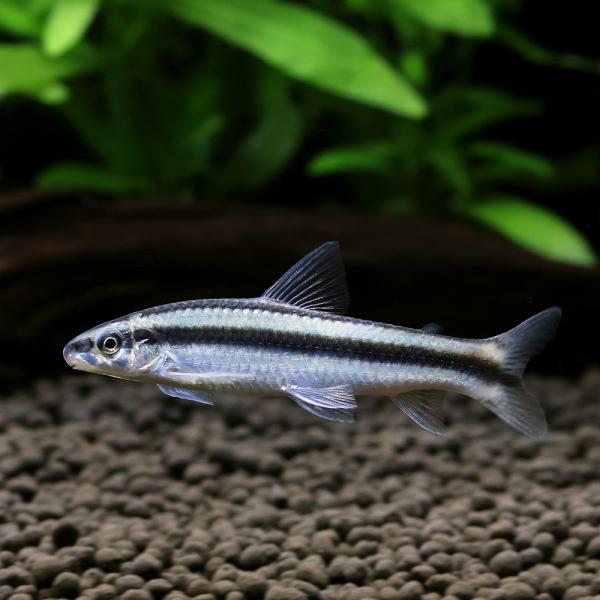 PF_SPQ　熱帯魚・エビ他　カラシン（テトラ等）　南米産（小型種）　ダーター・底物系　アパレイオドン　マクリシー　１匹　fish_database　Ａｐａｒｅｉｏｄｏｎ　ｍａｃｈｒｉｓｉ　20260129　ＹＹ　y26m01　黒ヒゲ　コケ...