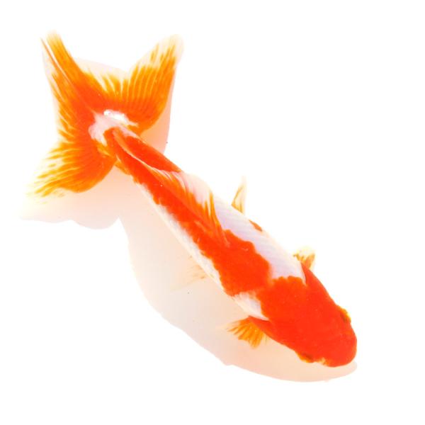 熱帯魚・エビ他　金魚　和金（生体）　一点物　1点物　変わりもの金魚　ワキン型　kodawari1ten　国産　和金　埼玉　20251210　YK　seitaigensen1ten　top_tantou_kingyo　y26m01　更紗和金　サラサ