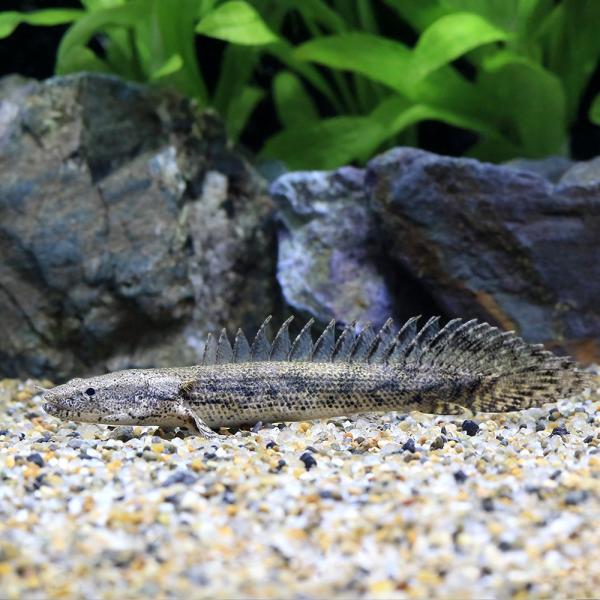 PF_SPQ　_aqua　sfset　fish_database　熱帯魚・エビ他　古代・大型魚　Ｐｏｌｙｐｔｅｒｕｓ　ｂｉｃｈｉｒ　ｂｉｃｈｉｒ　ansorgii　ポリプテルス　ビキール　ビキール　ナイルビチャー　ギニアンビチャー　AH　2...