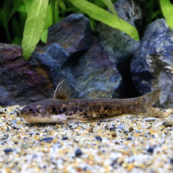 PF_SPQ　_aqua　sfset　熱帯魚・エビ他　ナマズの仲間　メタリックゴールドカンディル　１匹　その他の熱帯魚　Ｃｅｔｏｐｓｉｓ　ｏｒｉｎｏｃｏ　ゴールデンカンディル　ゴールデンジョーズカンディル　メタリックゴールドジョーズカンディ...