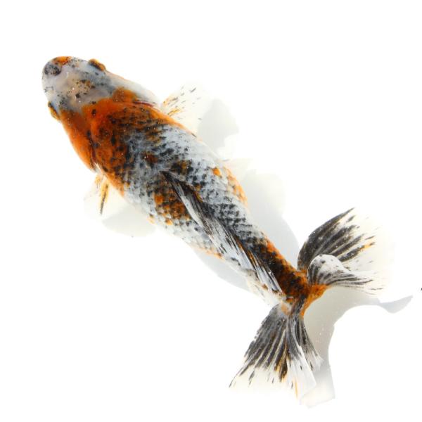 メーカー：?■0〜25 sfset　_aqua　熱帯魚・エビ他　金魚　和金（生体）　地金魚　特選金魚　変わりもの金魚　nittan_kingyo_wakin　地金　天然記念物　catalog_地金　浜松　愛知　ろくりん　六鱗　ロクリン　じき...