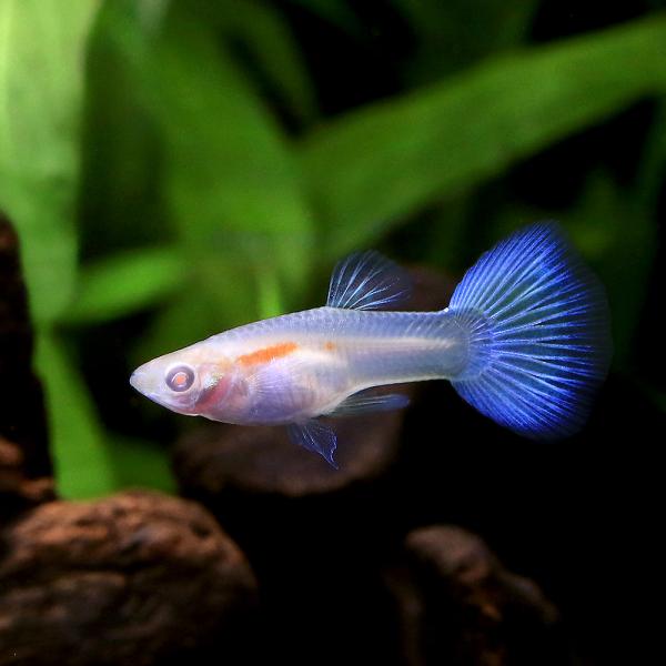 PF_SPQ　fish_database　熱帯魚・エビ他　グッピー　系統で選ぶ　ノーマル系　ＲＲＥＡ　ＵＳブルーデルタ・グッピー　国産ブリード　１ペア　kokusan_guppy　20251211　YY　y25m12